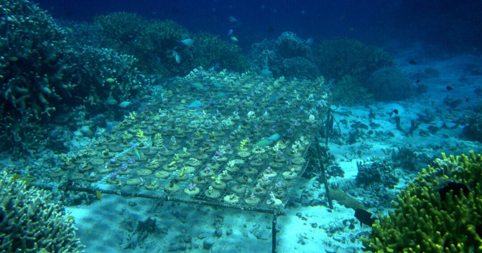 CORDAP - New aquaculture roadmap to scale up coral restoration
