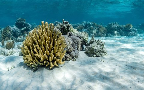 ASSIST: a smart-decision framework for coral restoration - CORDAP