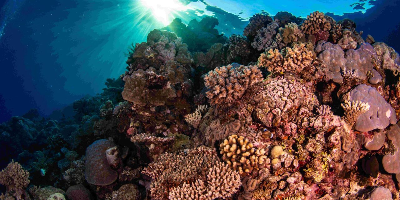 Saudi Arabia establishes a foundation to expedite coral reef ...