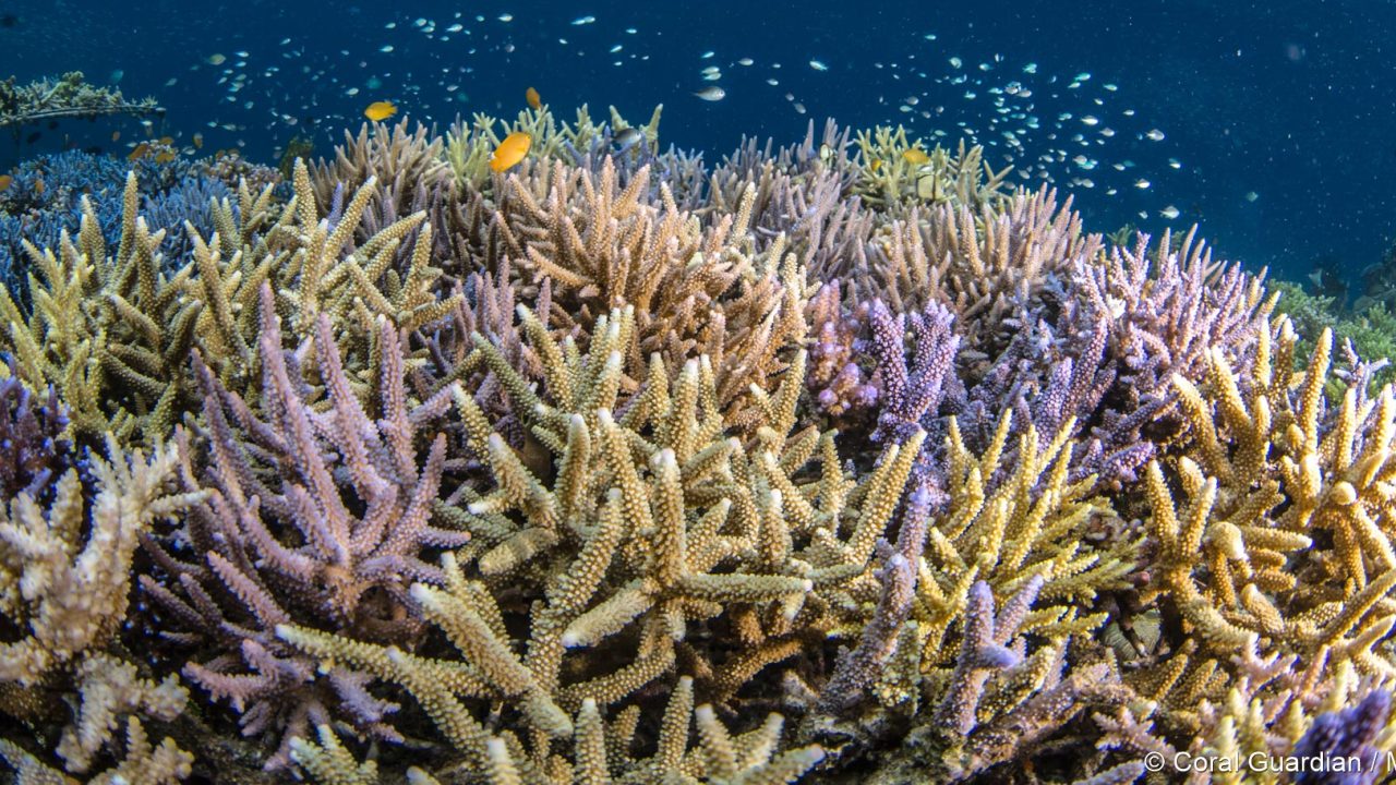 Scoping Studies identified key priority areas for coral R&D - CORDAP