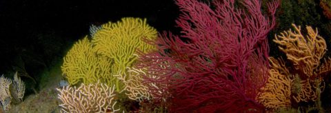 Exploring the unknown world of deep-water corals - CORDAP