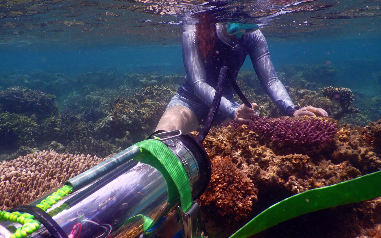 Monitoring heat-tolerant algae living inside corals - CORDAP