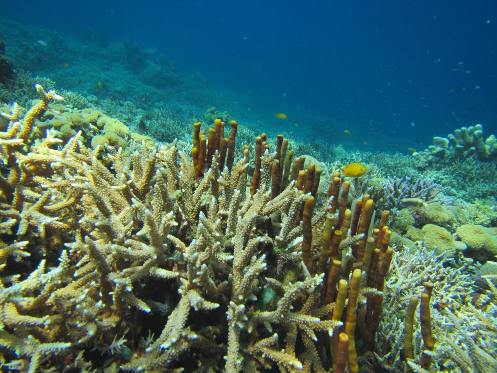 CORDAP awards inaugural R&D grants to fund solutions to save corals worldwide - CORDAP