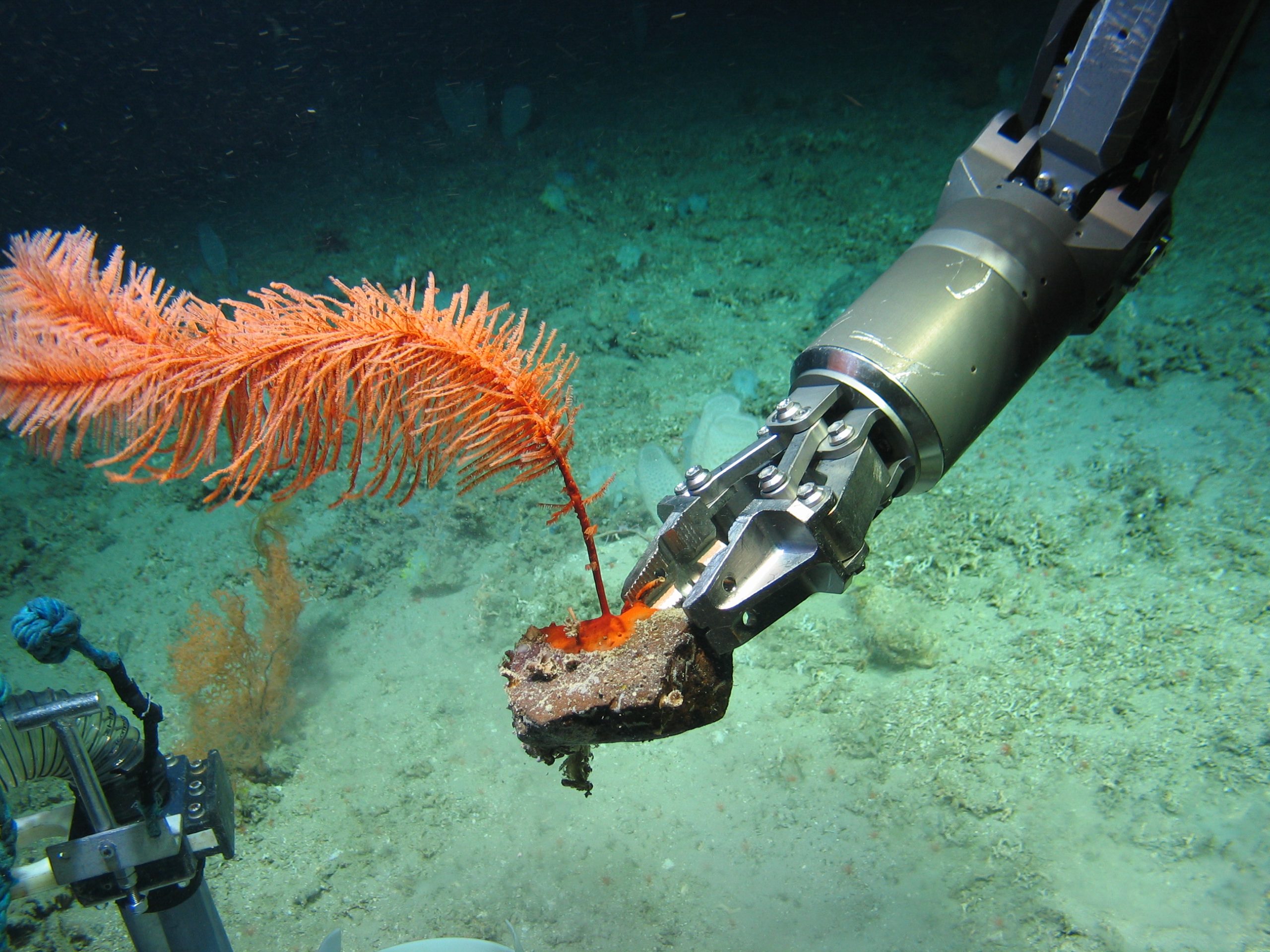 Coral Cartography: mapping Atlantic Cold-Water Corals - CORDAP