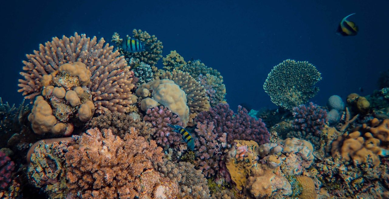 The Top 200 companies with power to boost coral conservation